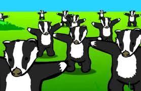 We love Badgers! – Minimum Mouse