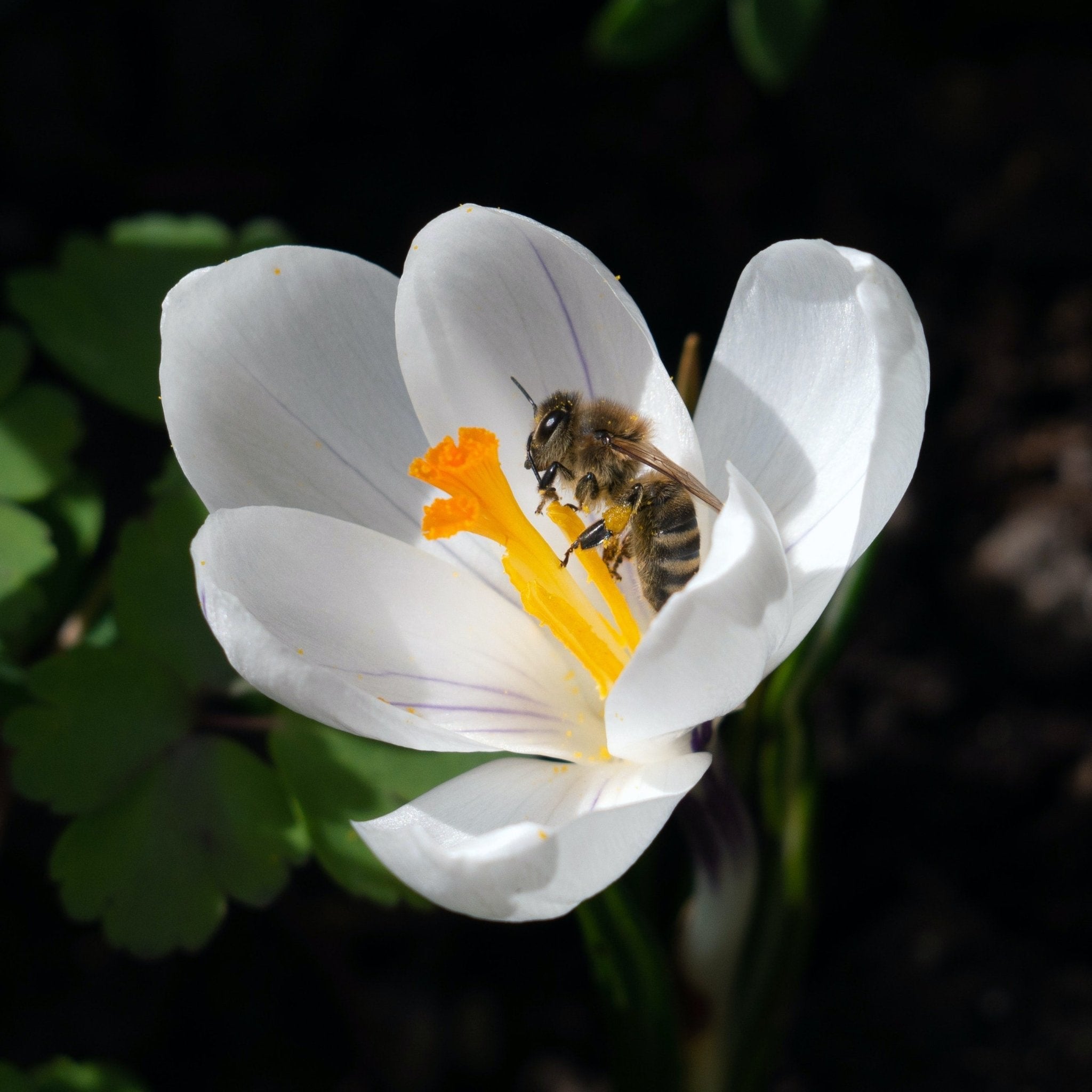 🐝 World Bee Day 2021 🐝 – Minimum Mouse